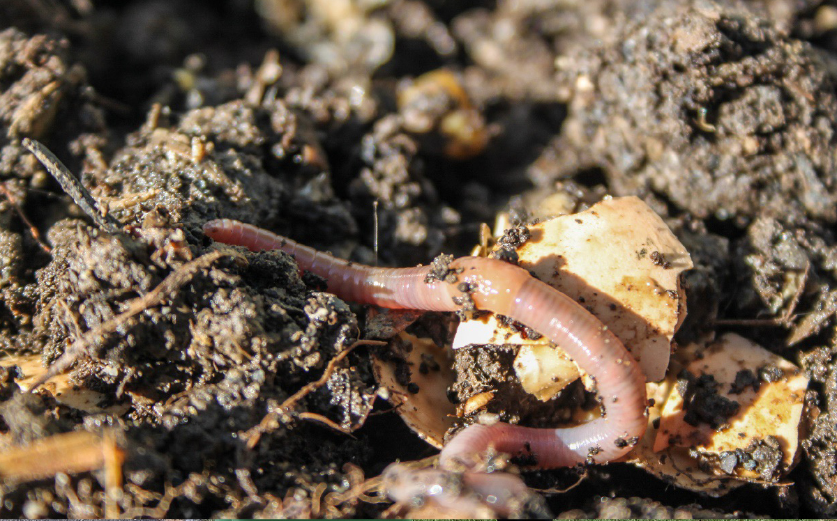 Worming Our Way Into The Planet’s Good Books: Tips For Worm Farming ...